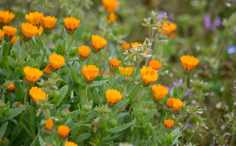 Boli vindecate cu gălbenele – moduri de administrare și preparare ...